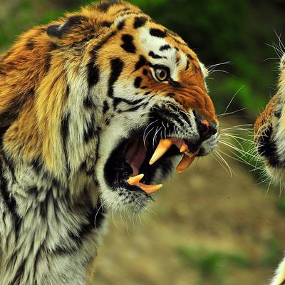 tigers roaring - addons.videolan.org