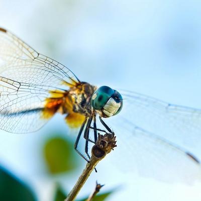 Dragonfly - KDE Store