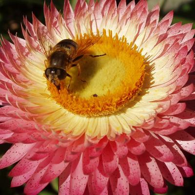 bee on flower - addons.videolan.org