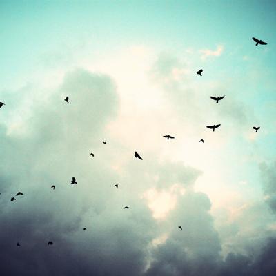 birds in flight - KDE Store