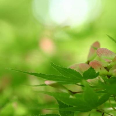 Spring Green Leaf - KDE Store