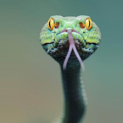 snake face tongue - KDE Store