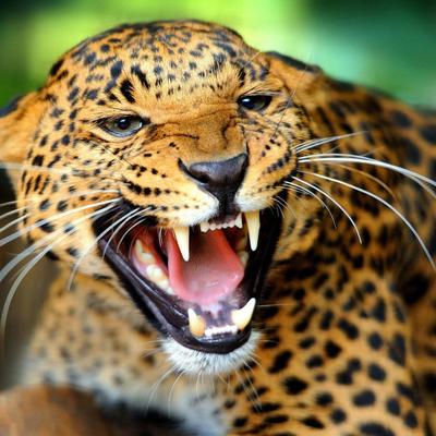 Ferocious leopard - KDE Store