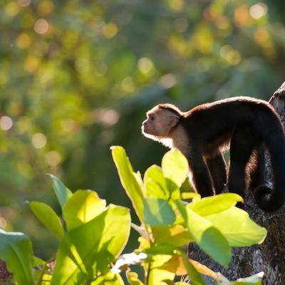 Bald capuchins - KDE Store