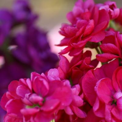 Noble purple flowers - KDE Store