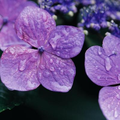 violet lilac drops surface - KDE Store