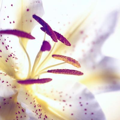 lily petals stamens - KDE Store