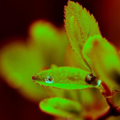 water drop on green leaves - KDE Store