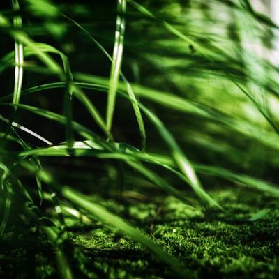 green grass - KDE Store