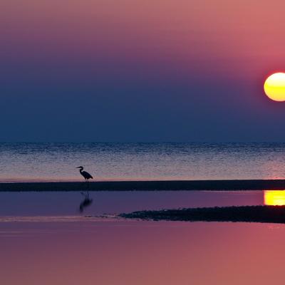 decline herons sun beach - KDE Store