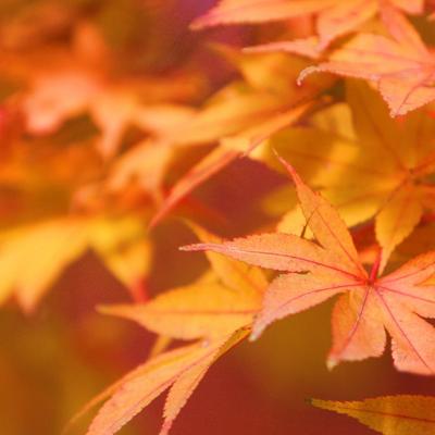 Red maple leaves in autumn - KDE Store