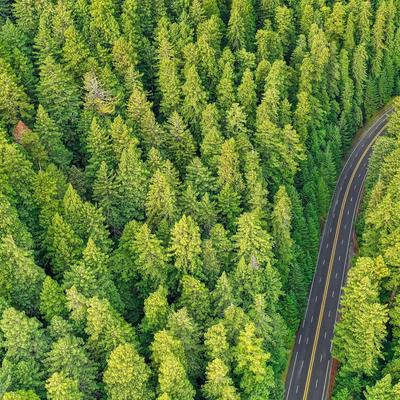 Forest Tree Road Aerial View - KDE Store