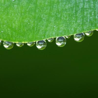 Water droplets on the leaves - KDE Store