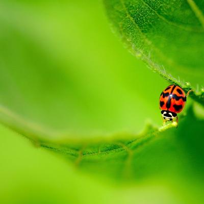 ladybug on a green leaf - KDE Store