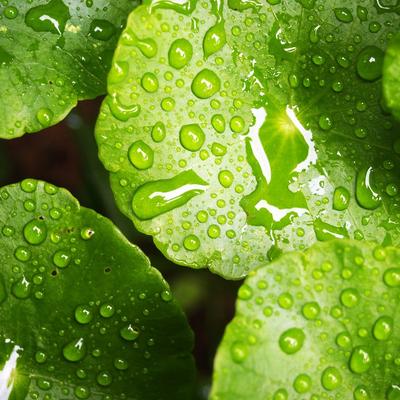 Green water drops leaf - KDE Store
