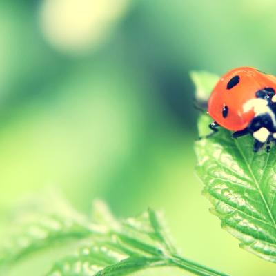 Ladybug on green leaf - KDE Store