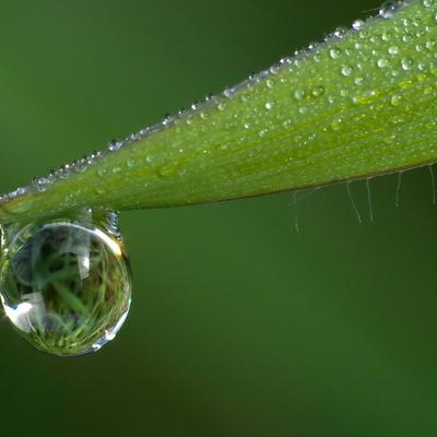 drop leaves - KDE Store