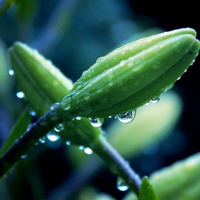 flower macro drops - KDE Store