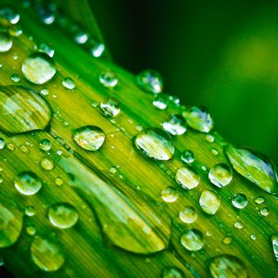 Green grass raindrops - KDE Store