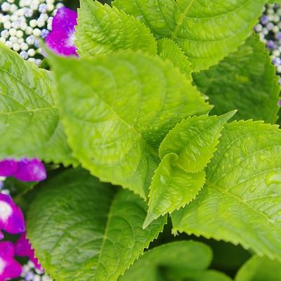 Leaves Green Summer Drops - KDE Store