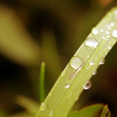 Grass drops dew surface plant - KDE Store
