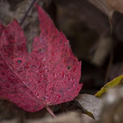 Maple leaf - KDE Store