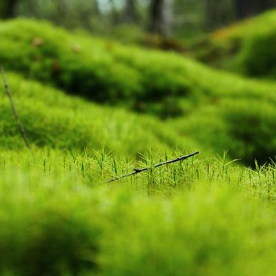 Green moss - KDE Store