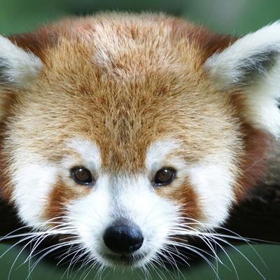 red panda - KDE Store