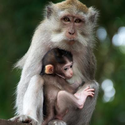 monkey with cub - KDE Store