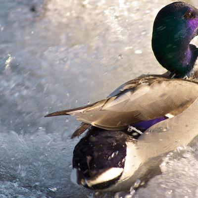 freezing river duck - KDE Store