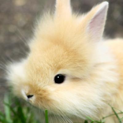 Cute Fluffy Bunny - KDE Store