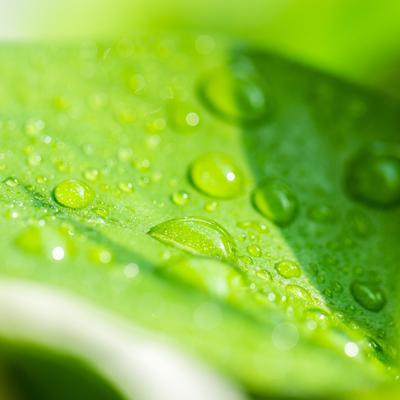 Fresh Leaves water drops - KDE Store