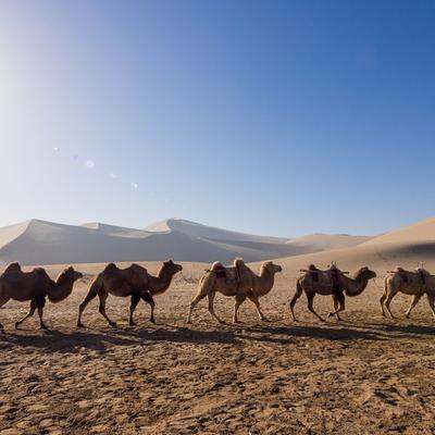 Camel team - addons.videolan.org