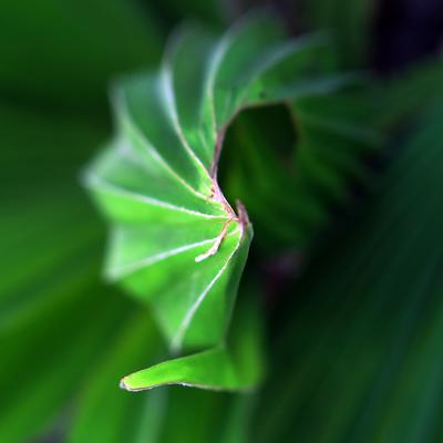 Green trees palm leaves - KDE Store