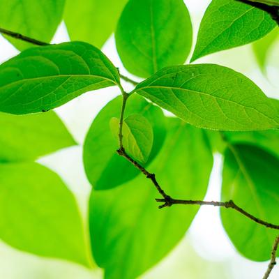 Fresh green leaves - KDE Store