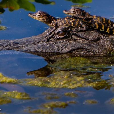 Alligators Texas - KDE Store