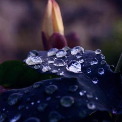 water drops - KDE Store