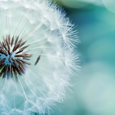 dandelion - KDE Store