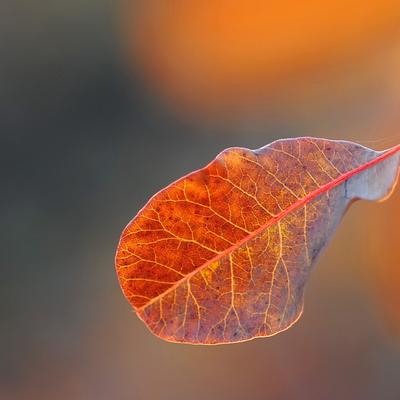 Background leaf - KDE Store