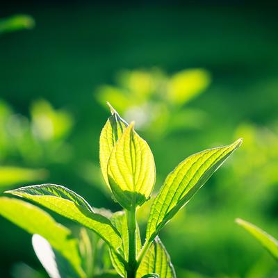 Fresh leaves plant - KDE Store