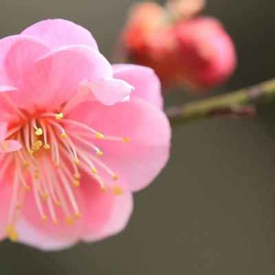 Flower branch bloom spring - KDE Store