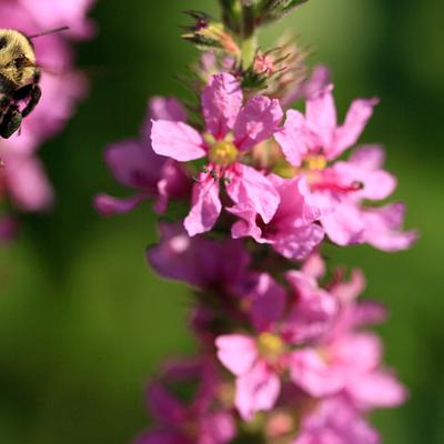 Homing bees - KDE Store