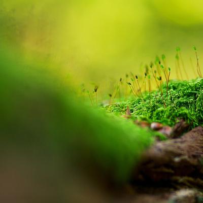 moss-Macro Photography - KDE Store
