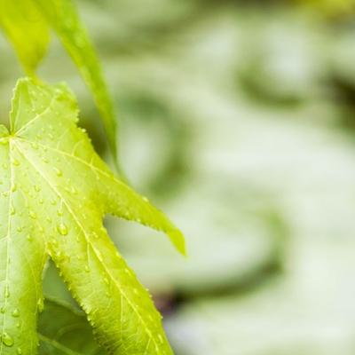 drops leaf green - KDE Store