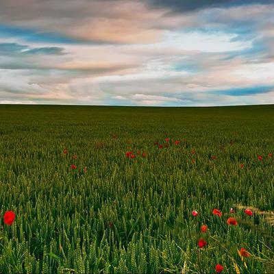 Field Scotland - KDE Store