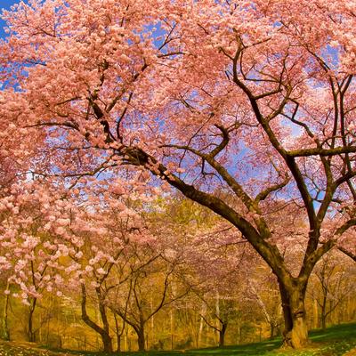 Spring blooming cherry trees - KDE Store