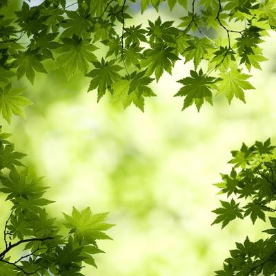 Green Maple Leaves- - KDE Store