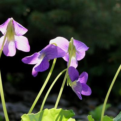 Violet-Windows themes - KDE Store