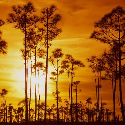 Trees red sunset - KDE Store