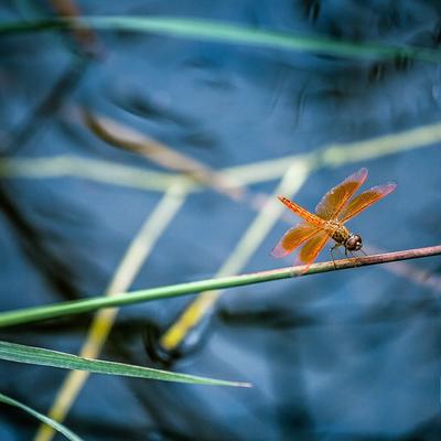 Summer bamboo dragonfly - KDE Store